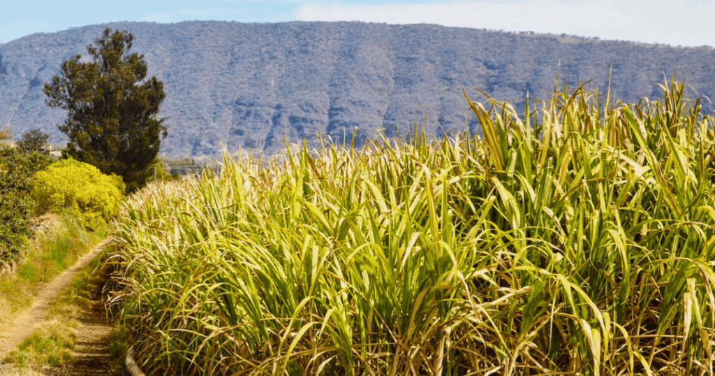 Rum Guide To Mexico - The Rum Geography
